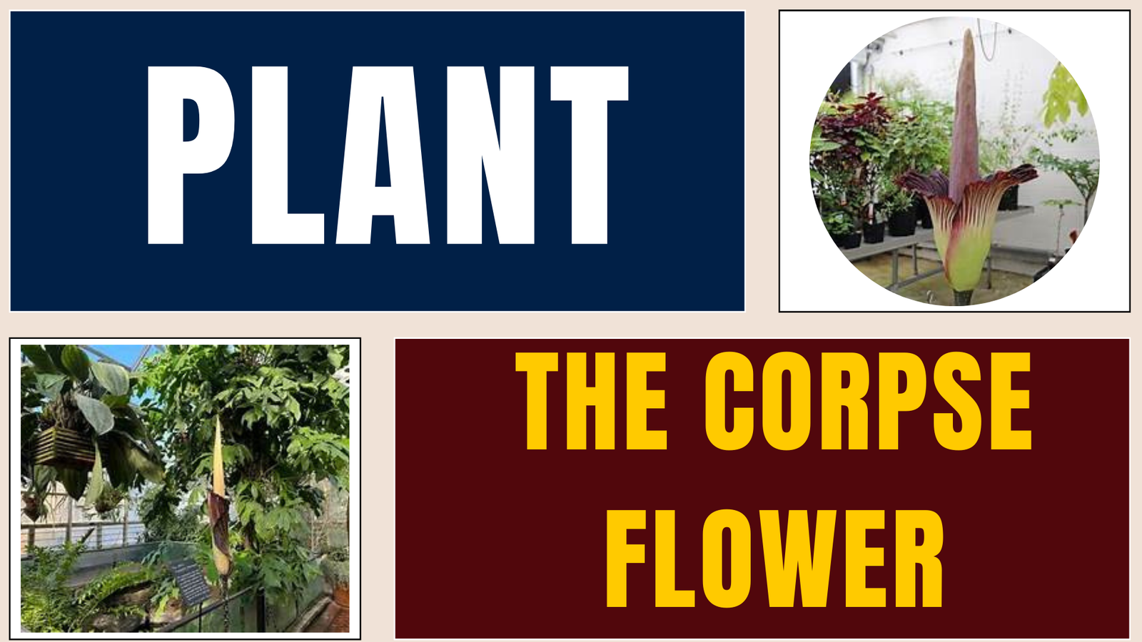 The Corpse Flower - Nalanda IAS Academy